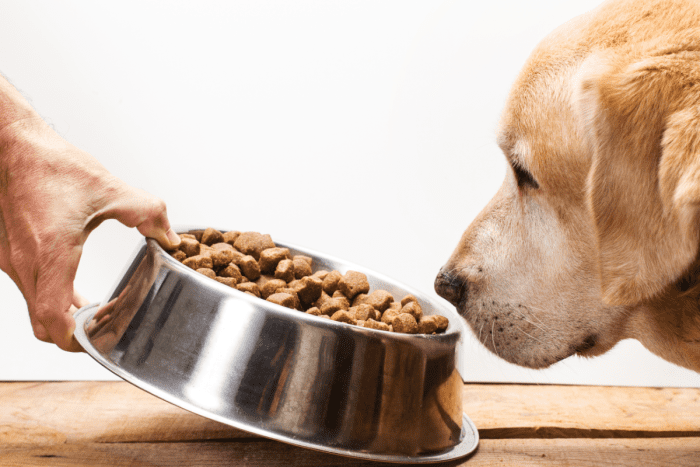 The Ultimate Guide to Choosing the Best Dog Products - HubPages
