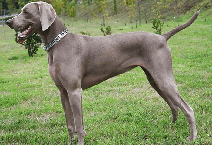 21 Dogs With Long Ears: Photos, Traits, and More - HubPages