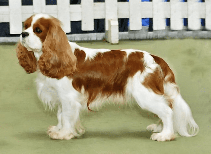 21 Dogs With Long Ears: Photos, Traits, and More - HubPages