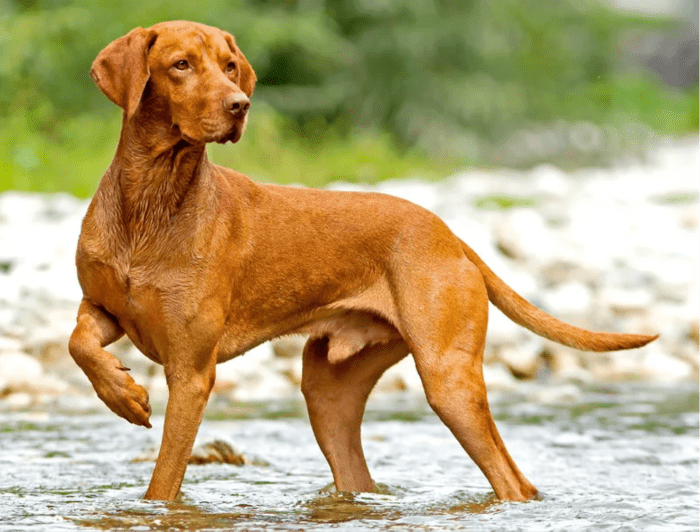 21 Dogs With Long Ears: Photos, Traits, and More - HubPages
