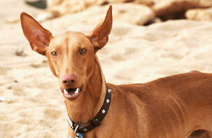21 Dogs With Long Ears: Photos, Traits, and More - HubPages