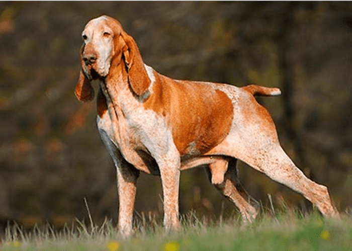 21 Dogs With Long Ears: Photos, Traits, and More - HubPages