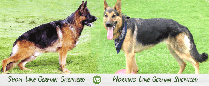 25 Frequently Asked Questions about German Shepherds - HubPages