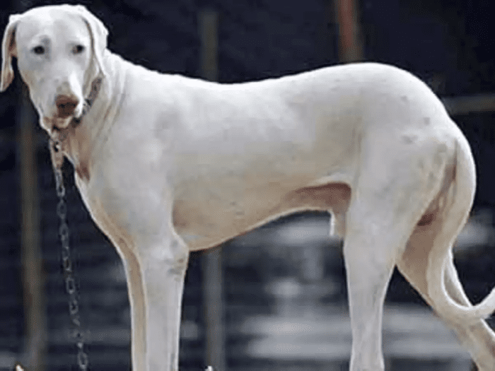 Rajapalyam Dog: Breed Information, Facts and Characteristics - HubPages