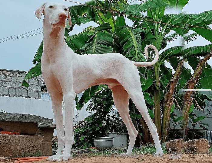 Rajapalayam: Breed Information, Facts, and Characteristics - HubPages