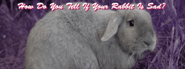How to Give My Rabbit the Best Life - HubPages