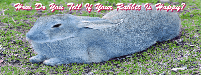 How to Give My Rabbit the Best Life - HubPages