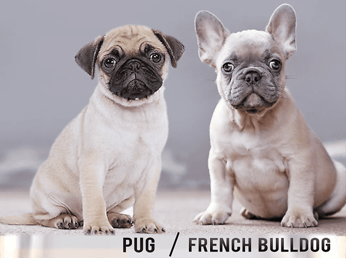 7 Dogs That Look Like the French Bulldog - HubPages