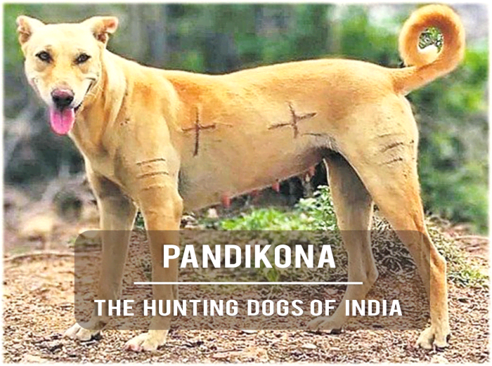 Pandikona Dog : Breed Information, Facts and Characteristics - HubPages