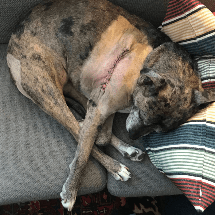 Leaking Stitches in Dogs: When It's Normal & When It's Not - PetHelpful