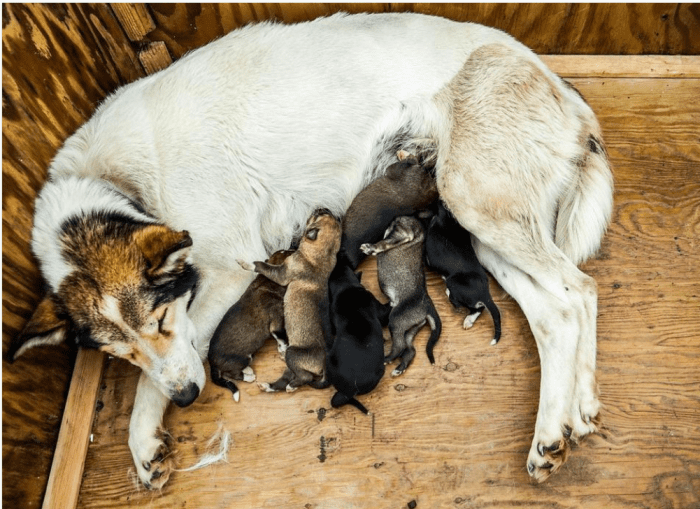 The 12 Signs of Imminent Labor in Dogs and How to Prepare - HubPages