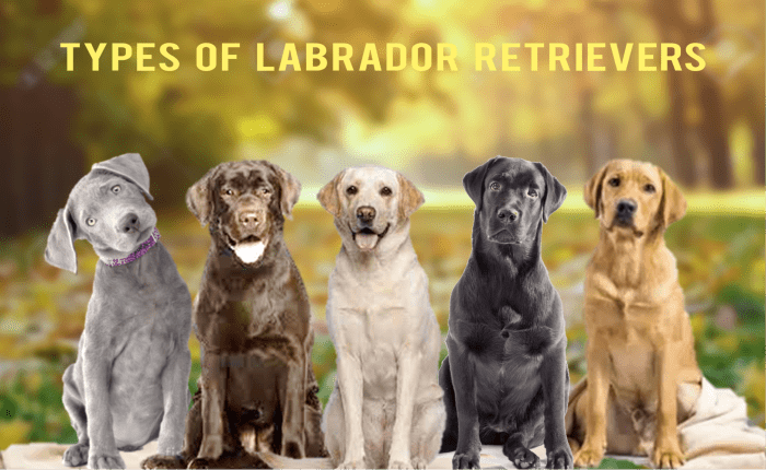 21 Most Popular Questions About Labrador Retriever - HubPages