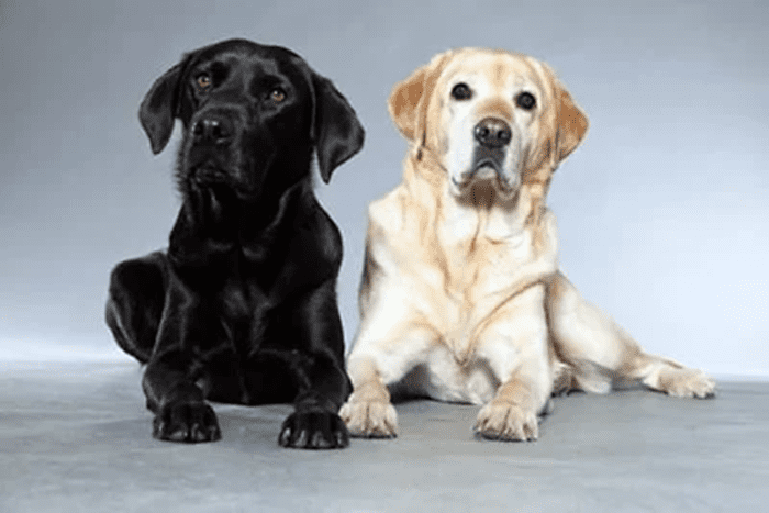 21 Most Popular Questions About Labrador Retriever - HubPages