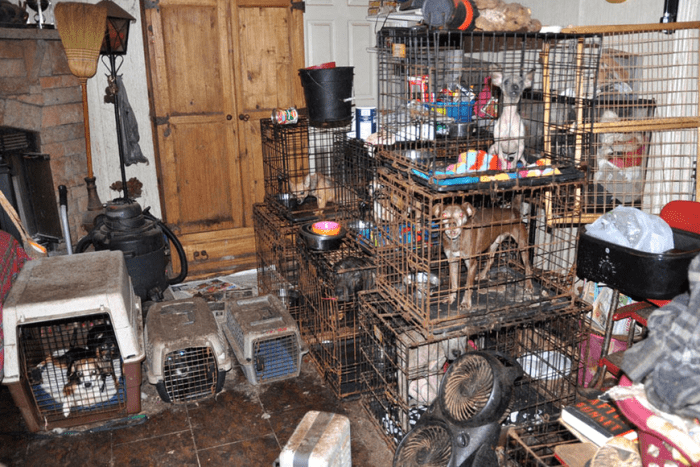 Animal Hoarding: When Someone's Love for Animals Becomes an Unhealthy ...