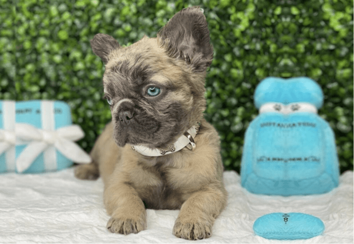 15 Most Popular French Bulldog Mixes - HubPages