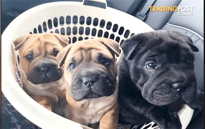 15 Most Popular French Bulldog Mixes - HubPages