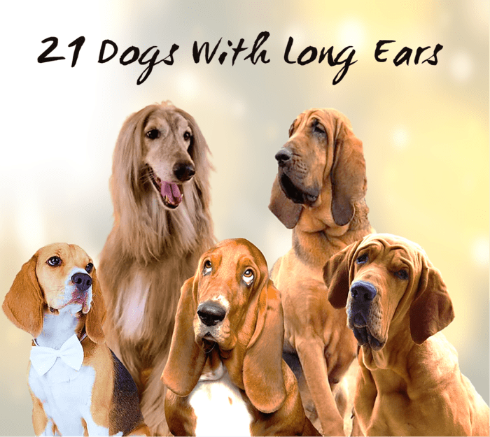 21 Dogs With Long Ears - HubPages