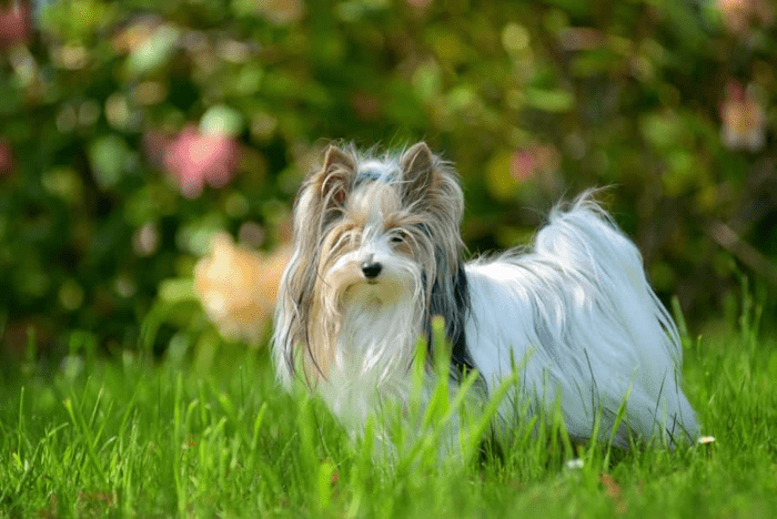 21 Cutest Small and Fluffy Dogs - HubPages