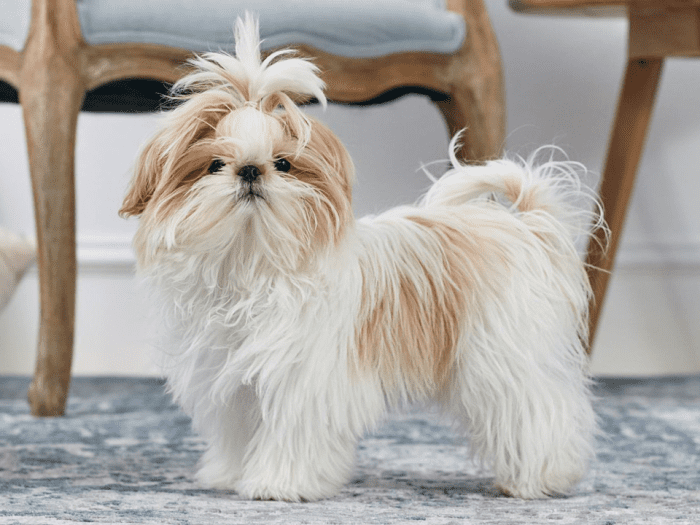 21 Cutest Small and Fluffy Dogs - HubPages