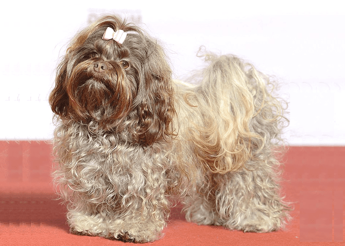 21 Cutest Small and Fluffy Dogs - HubPages