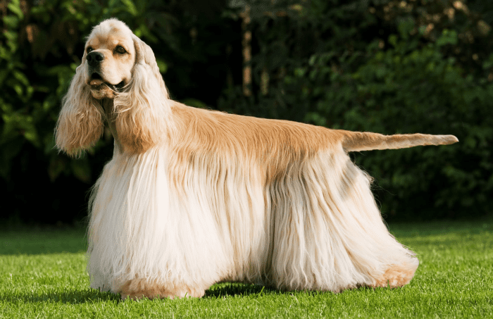 21 Cutest Small and Fluffy Dogs - HubPages