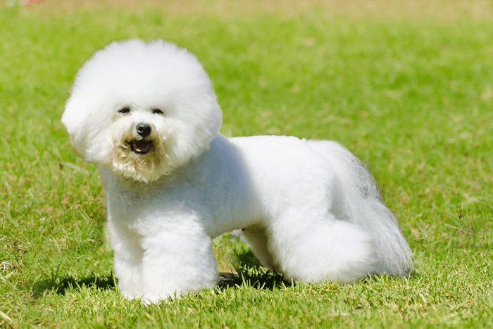 21 Cutest Small and Fluffy Dogs - HubPages