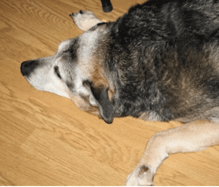 Holistic Remedies For Animals - HubPages