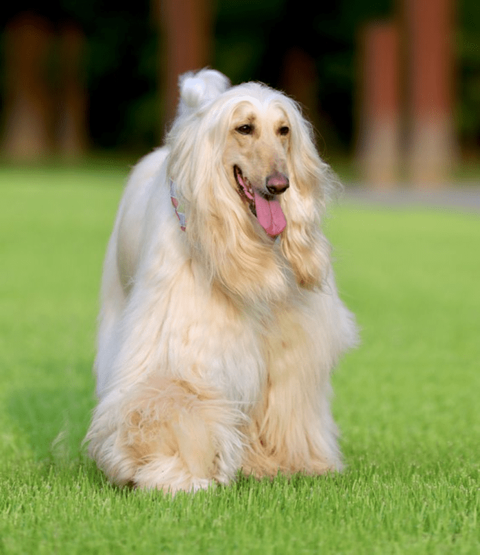 15 Cutest Large and Fluffy Dog Breeds - HubPages