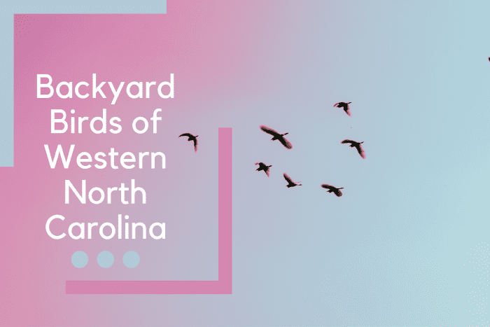 Backyard Birds of Western North Carolina - Owlcation