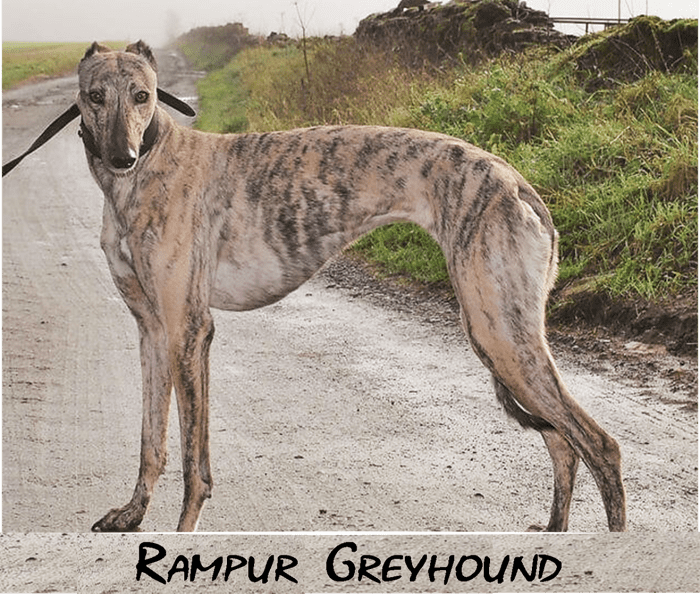 Rampur Greyhound : Breed Information, Facts and Characteristics - HubPages