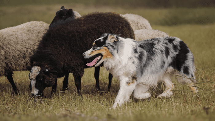 Herding Behaviors in Dogs (What You Need to Know) - HubPages