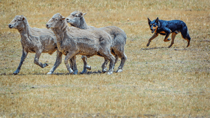 Herding Behaviors in Dogs (What You Need to Know) - HubPages