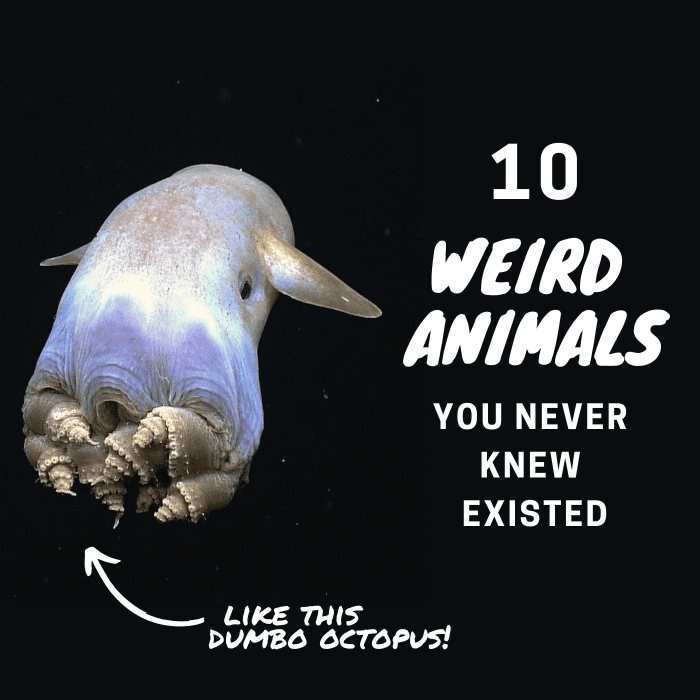 The Ten Most Interesting Animal Species You Probably Haven't Heard Of ...