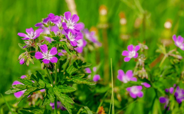 What's the Difference Between Geraniums and Pelargoniums? - HubPages