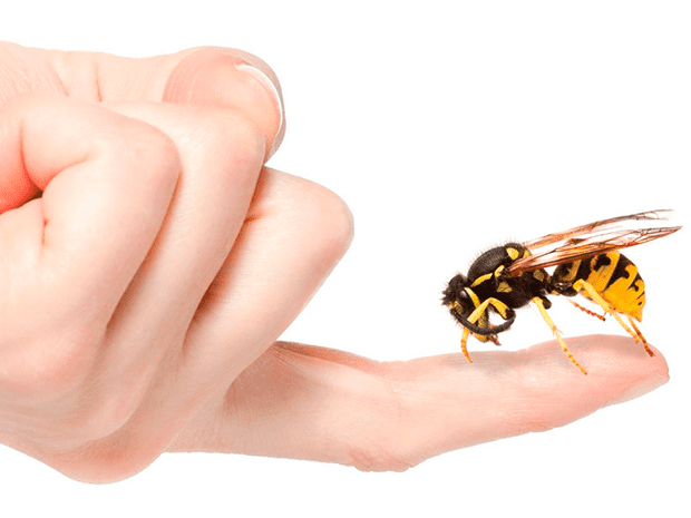 Bee Venom: Apitoxin for Rheumatic Pain and Other Important Conditions ...