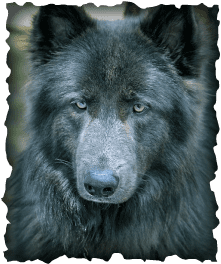 Blue Bay Shepherds, a Fascinating New Breed - HubPages