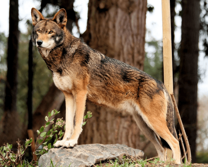 The 11 Largest Wolves in the World - HubPages