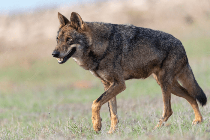 The 11 Largest Wolves in the World - HubPages