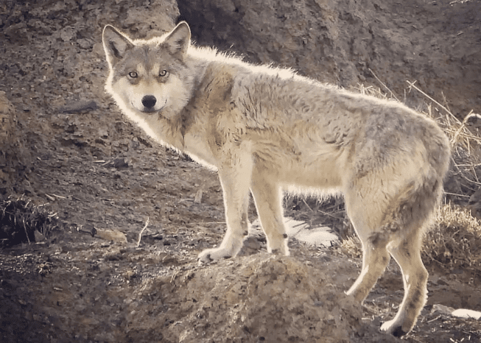 The 11 Largest Wolves in the World - HubPages