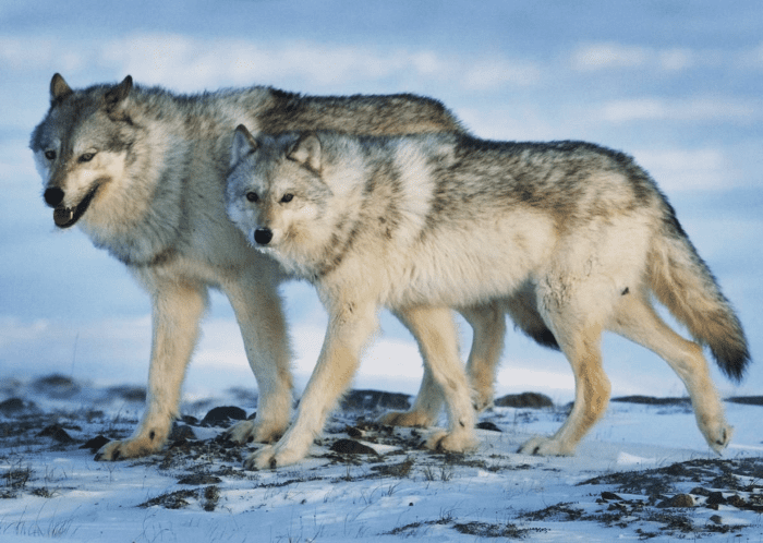 The 11 Largest Wolves in the World - HubPages