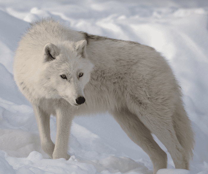 The 11 Largest Wolves in the World - HubPages