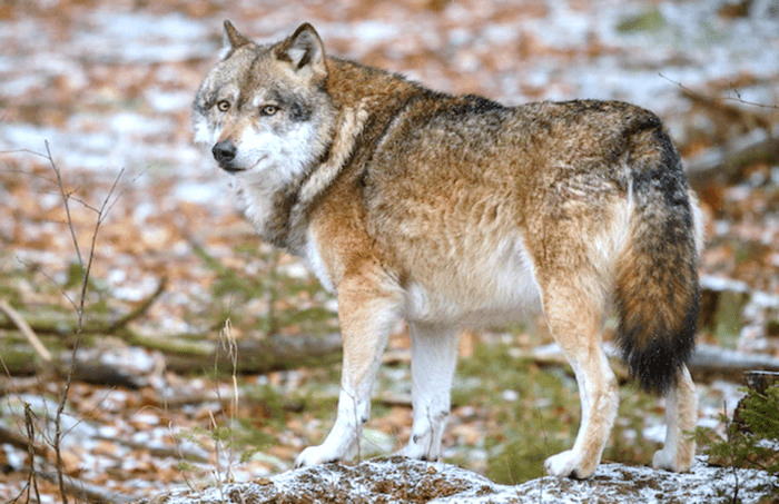 The 11 Largest Wolves in the World - HubPages