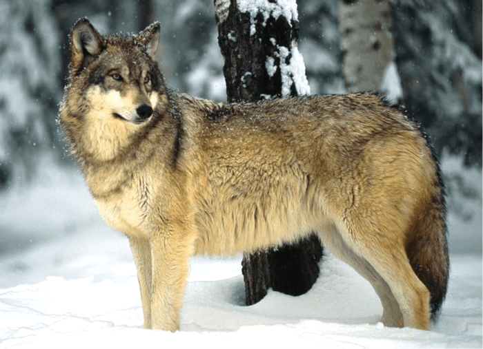 The 11 Largest Wolves in the World - HubPages