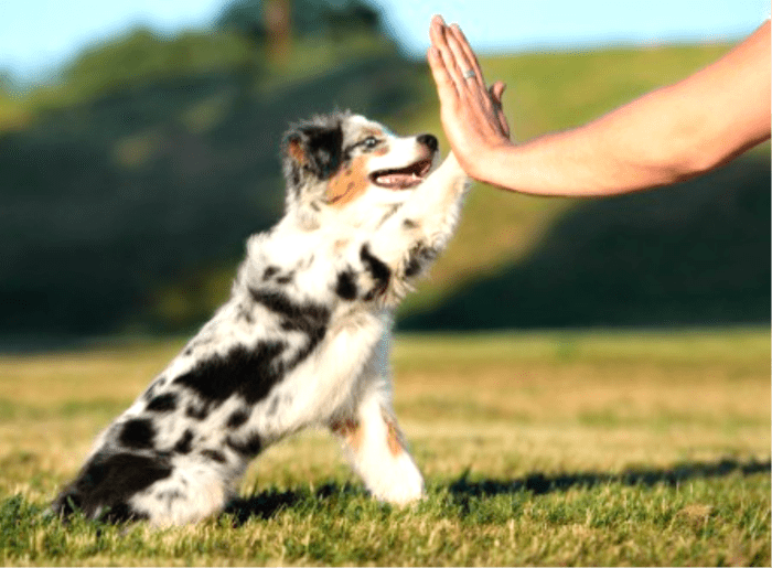 15 Best Guard Dogs for First Time Owners - HubPages