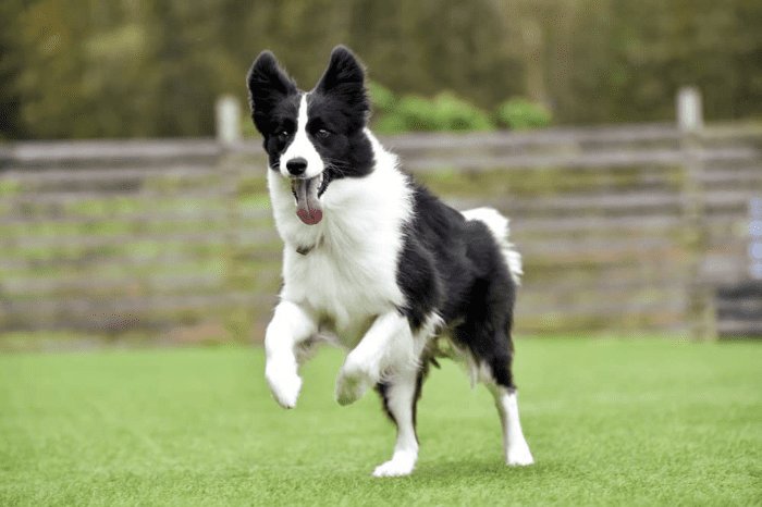 15 Best Guard Dogs for First Time Owners - HubPages