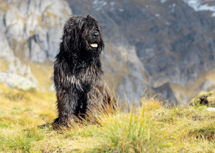 15 Best Guard Dogs for First Time Owners - HubPages