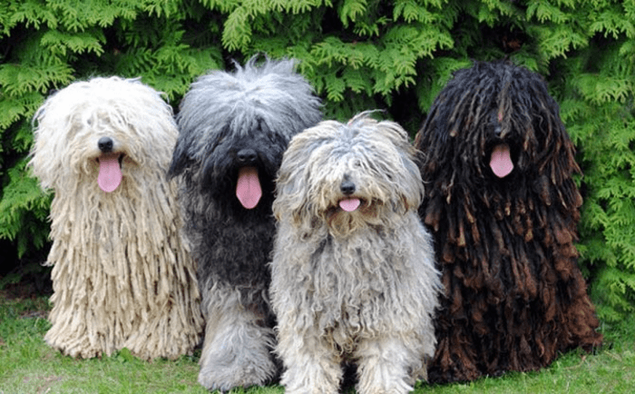 15 Best Guard Dogs for First Time Owners - HubPages