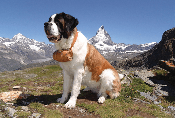 15 Best Guard Dogs for First Time Owners - HubPages