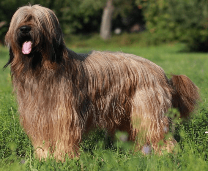 15 Best Guard Dogs for First Time Owners - HubPages