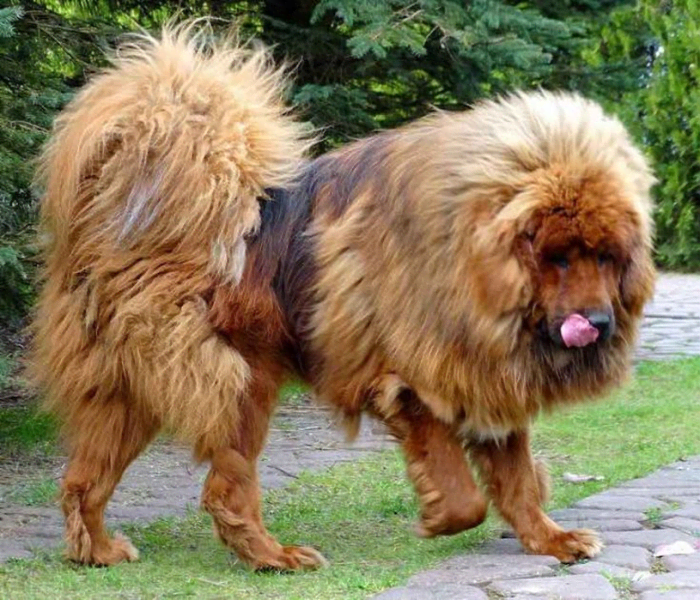 11 Best Guard Dogs From Asian Countries - HubPages